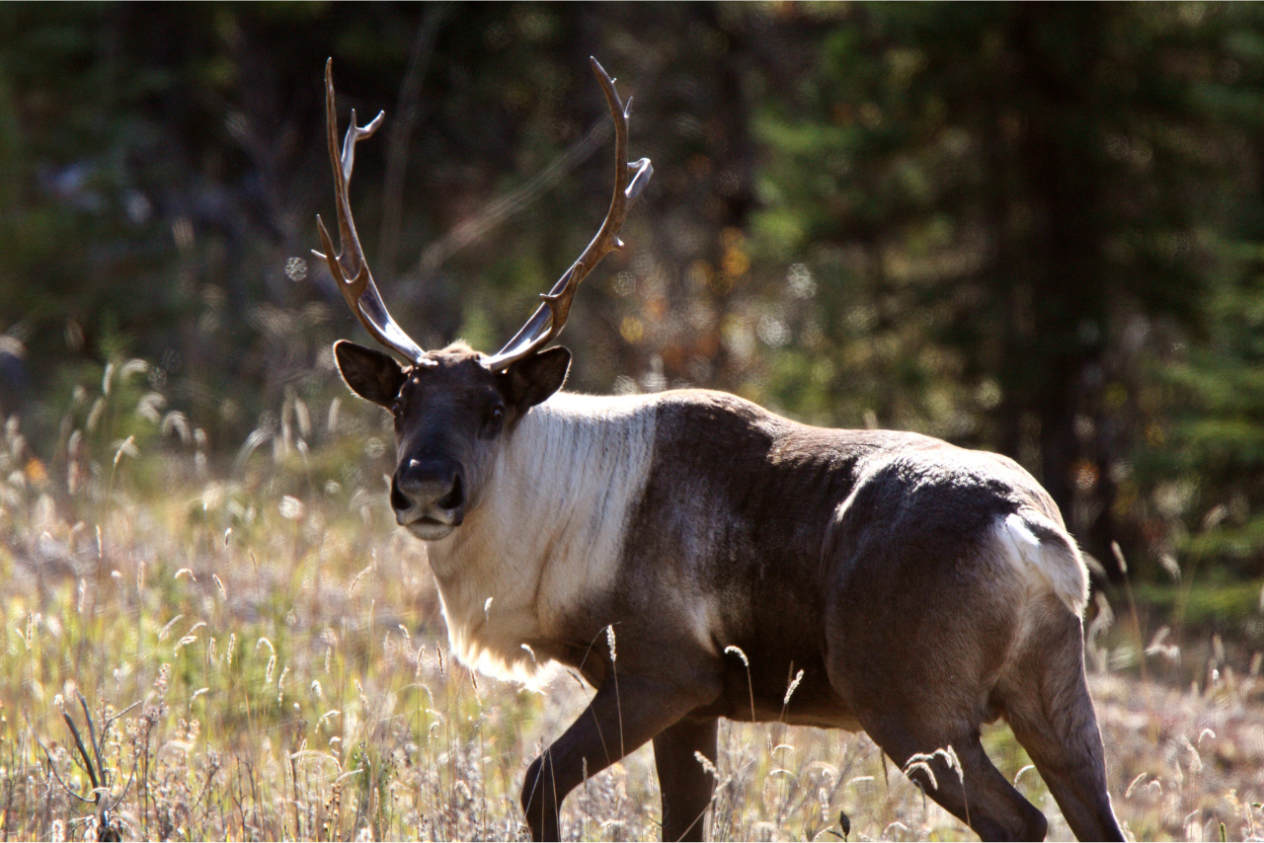 Caribou as Unsung Heroes: an Indicator and an Umbrella Species | CPAWS ...