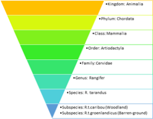 Woodland and Barren ground Caribou: What’s the Difference? | CPAWS ...