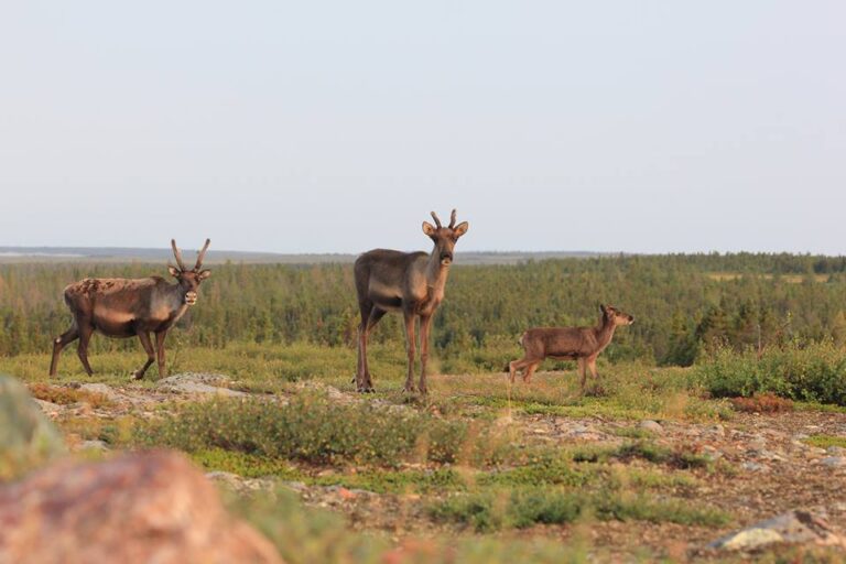Woodland and Barren ground Caribou: What’s the Difference? | CPAWS ...