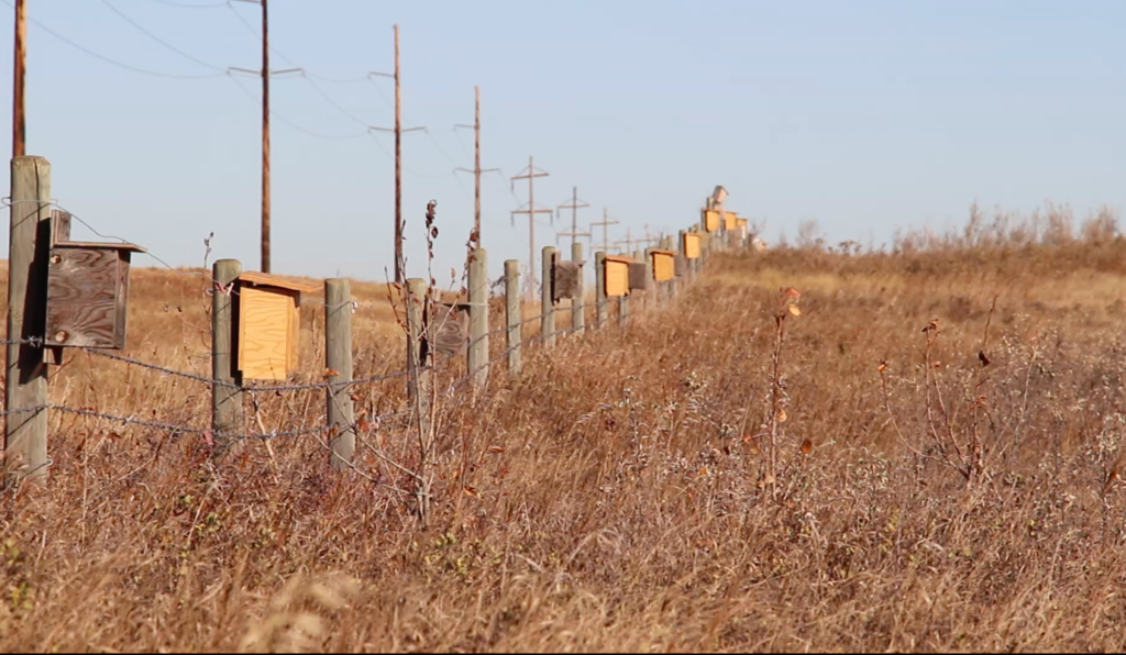 Saskatoon’s Northeast Swale | CPAWS Saskatchewan